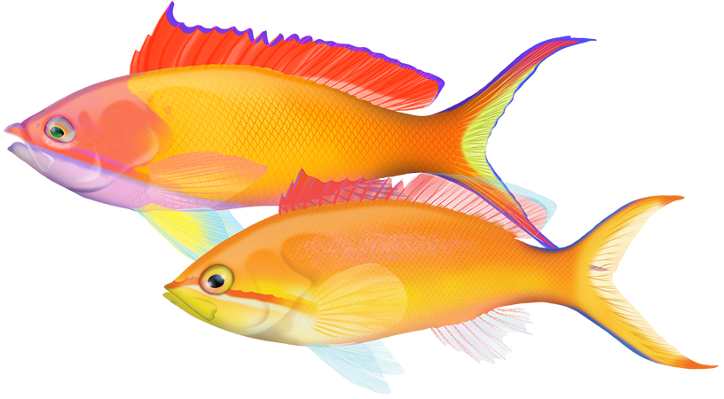 Fairy Basslet - Pseudanthias Dispar | Marinewise