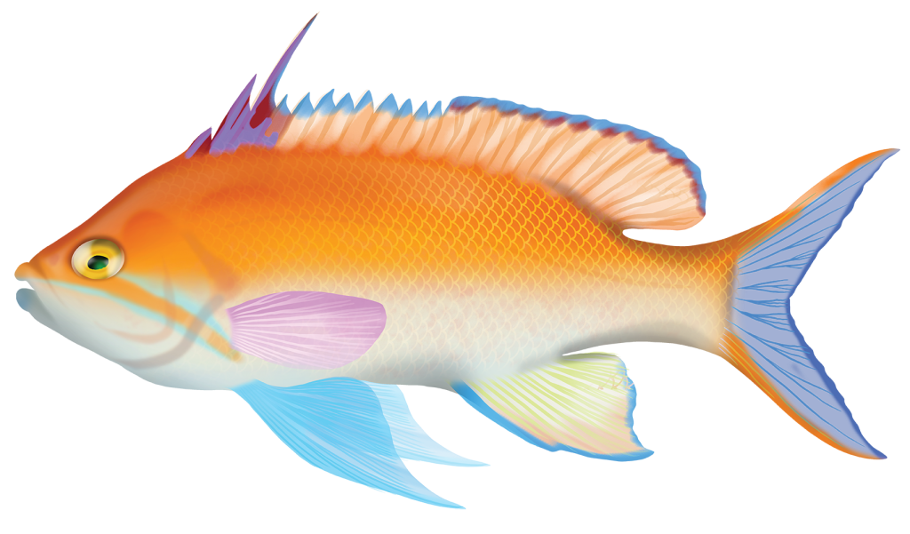 Yellowback Basslet - Pseudanthias Bicolor | Marinewise