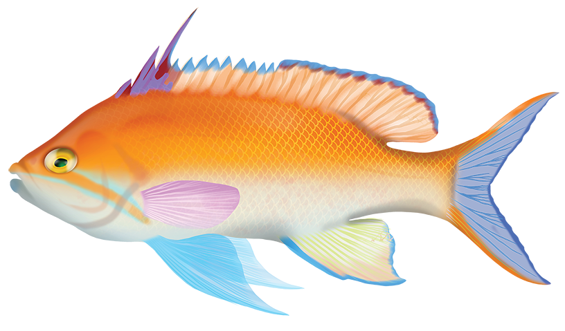 Yellowback Basslet - Pseudanthias Bicolor | Marinewise