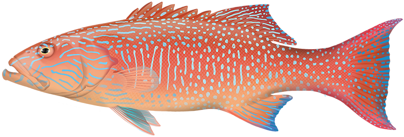 Vermicular Coral Trout - Plectropomus Oligacanthus | Marinewise