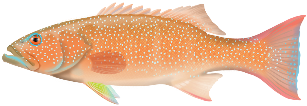 Common Coral Trout - Plectropomus Leopardus | Marinewise