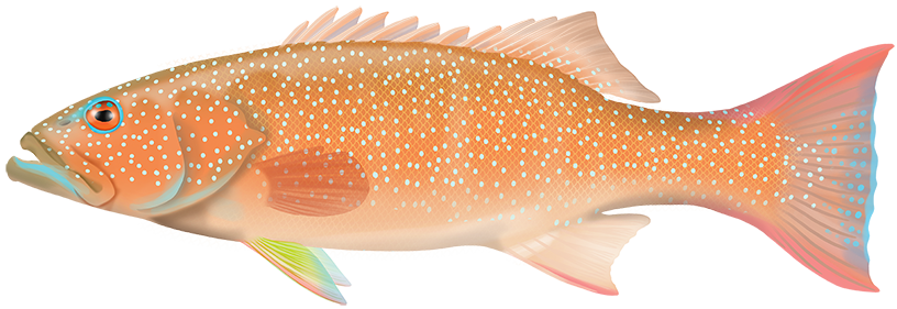 Common Coral Trout - Plectropomus Leopardus | Marinewise