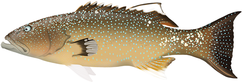 Bluespotted Coral Trout - Plectropomus Laevis | Marinewise