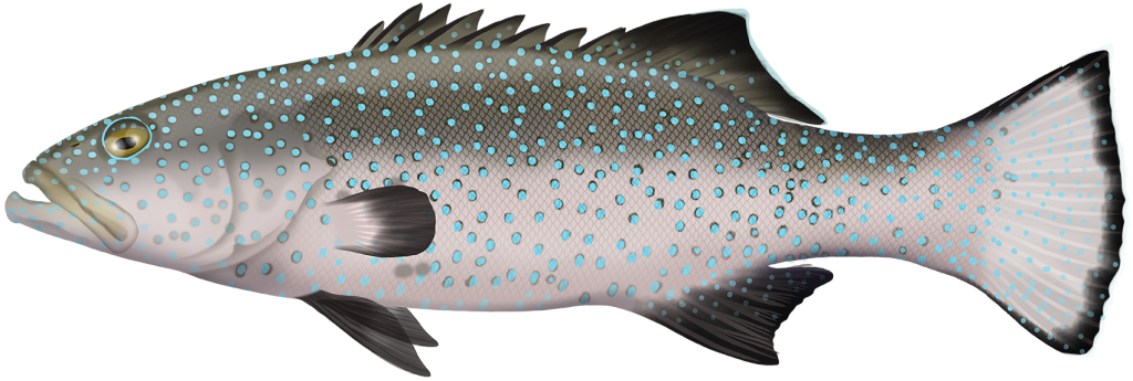 Passionfruit Coral Trout - Plectropomus Areolatus | Marinewise