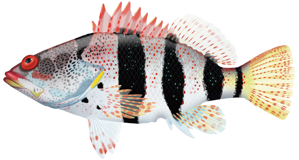 Banded Seaperch - Hypoplectrodes Nigroruber | Marinewise