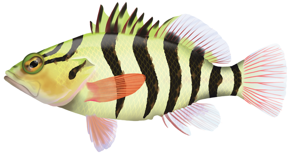 Blackbanded Seaperch - Hypoplectrodes Annulatus | Marinewise