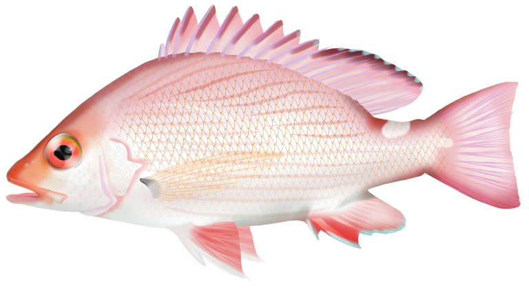 Timor Snapper - Lutjanus Timorensis | Marinewise