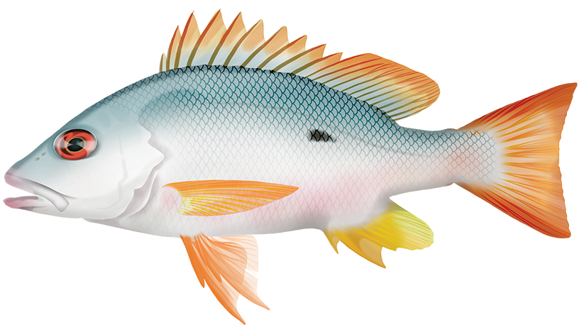 Onespot Snapper - Lutjanus Monostigma | Marinewise