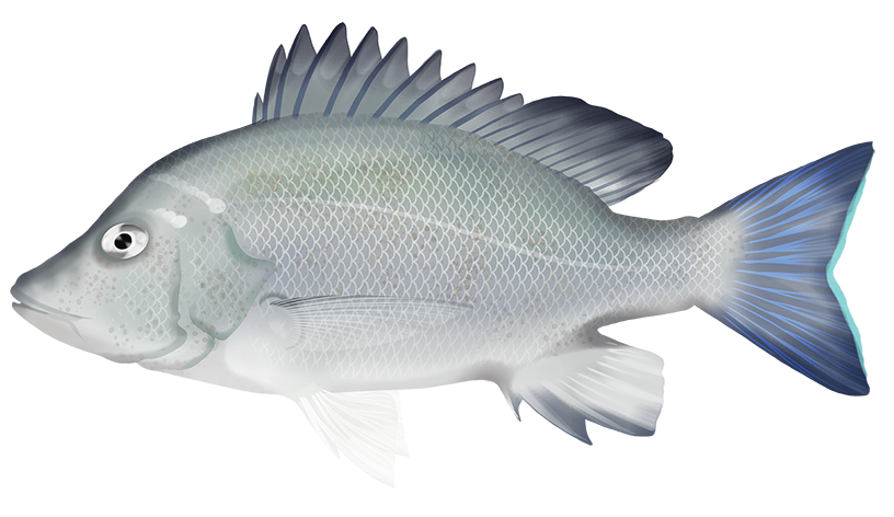 Darktail Snapper - Lutjanus Lemniscatus | Marinewise