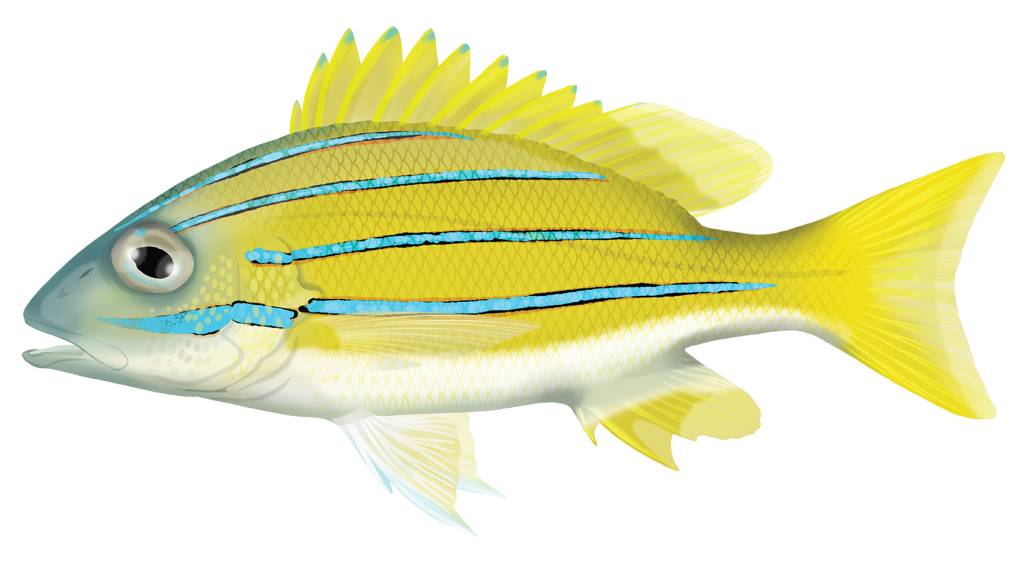 Bluestripe Snapper - Lutjanus Kasmira | Marinewise