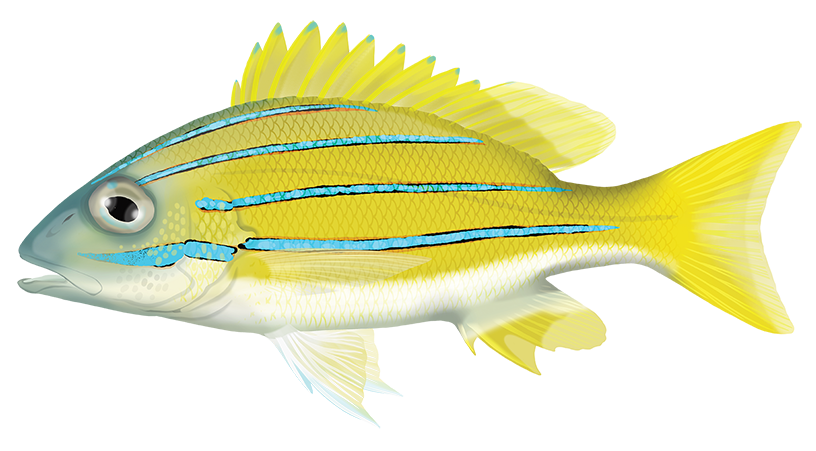 Bluestripe Snapper - Lutjanus Kasmira | Marinewise