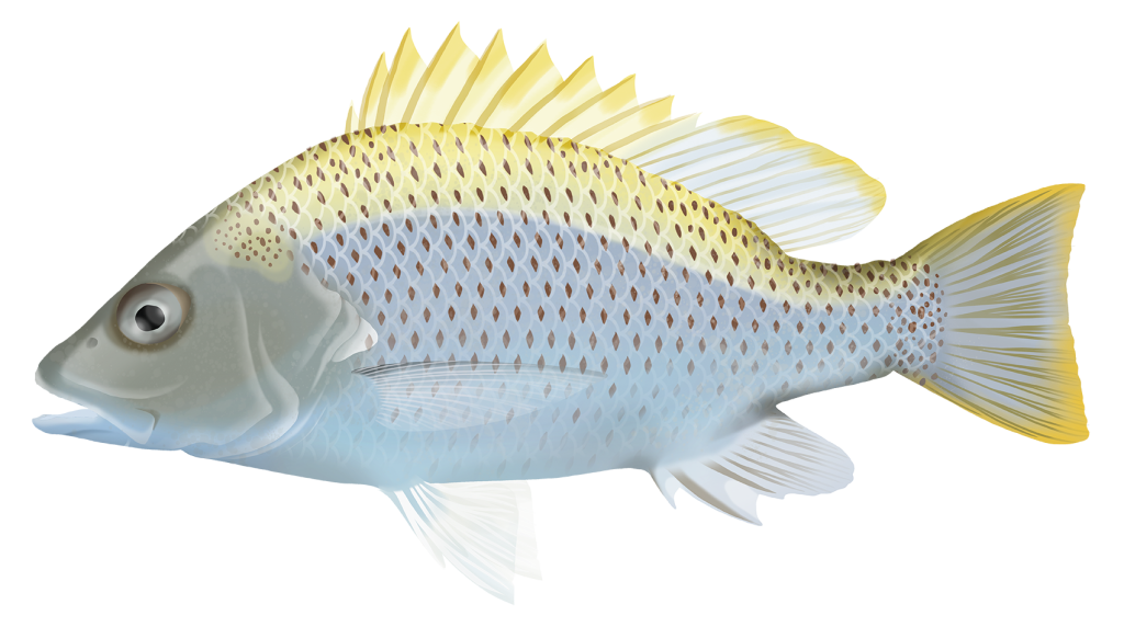 Golden Snapper - Lutjanus Johnii | Marinewise