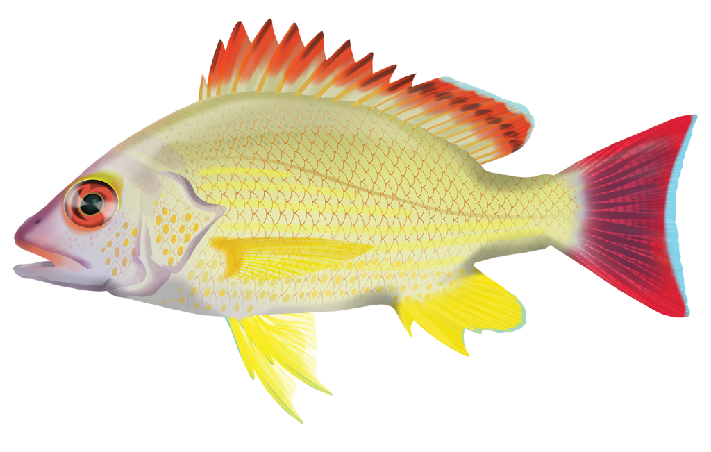 Blacktail Snapper - Lutjanus Fulvus | Marinewise