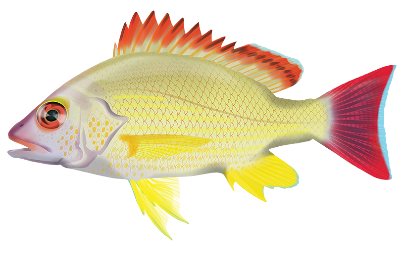 Blacktail Snapper - Lutjanus Fulvus | Marinewise