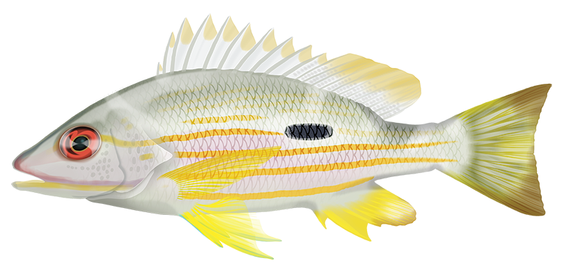 Blackspot Snapper - Lutjanus Fulviflamma | Marinewise