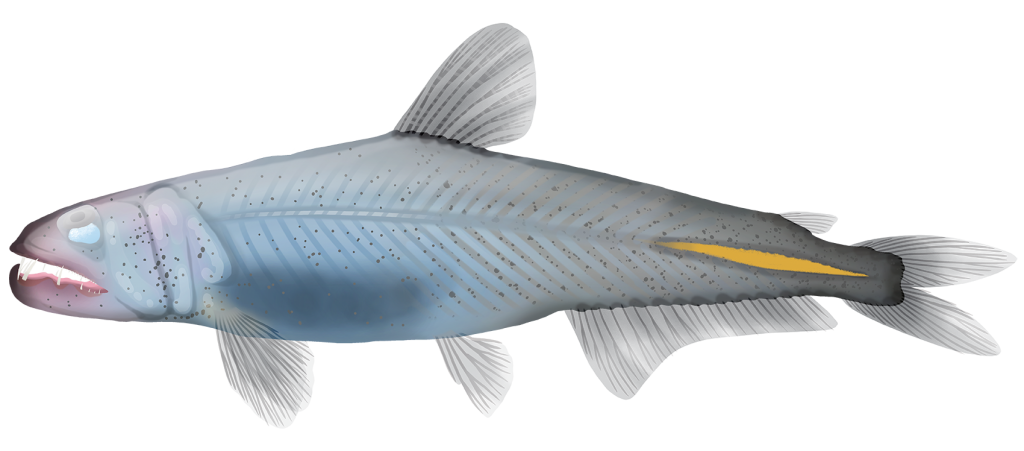 Balbo Sabretooth - Evermannella Balbo | Marinewise