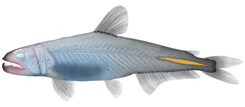 Balbo Sabretooth - Evermannella Balbo | Marinewise