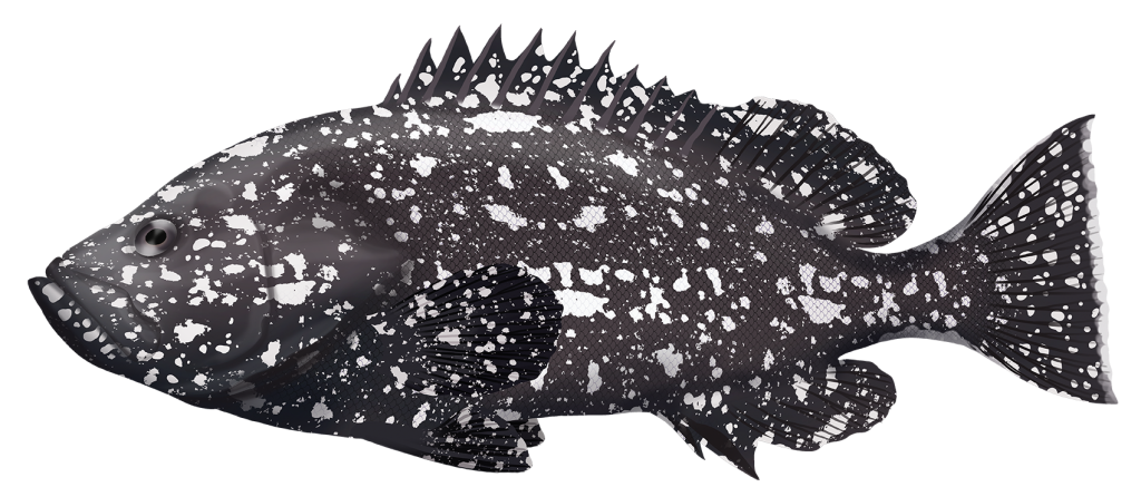 Rankin Cod - Epinephelus Multinotatus | Marinewise