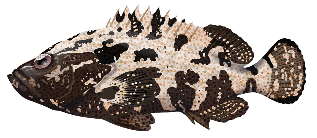 Flowery Rockcod - Epinephelus Fuscoguttatus | Marinewise