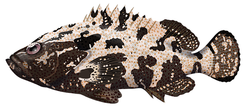 Flowery Rockcod - Epinephelus Fuscoguttatus | Marinewise
