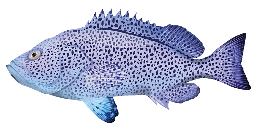 Purple Rockcod - Epinephelus Cyanopodus | Marinewise
