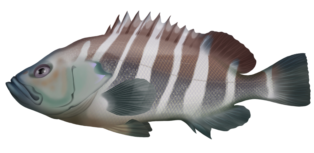 Banded Rockcod - Epinephelus Amblycephalus | Marinewise