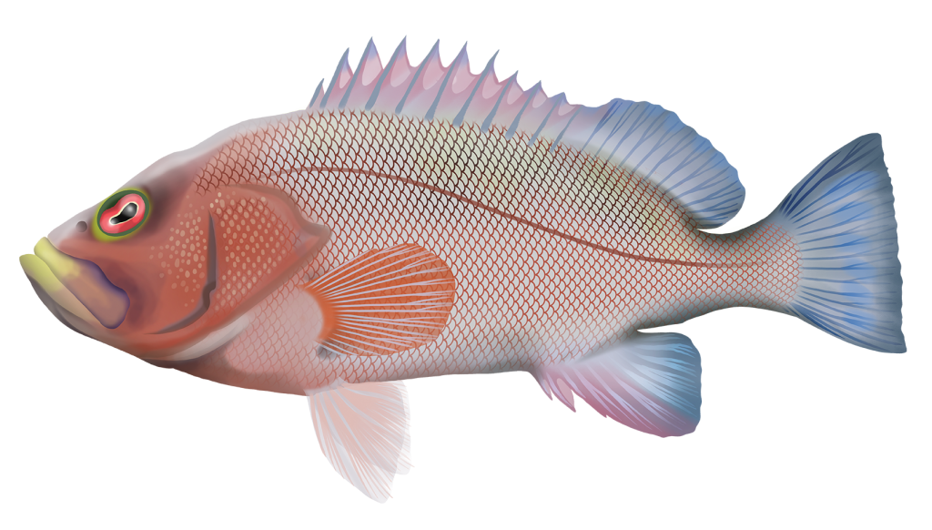 Breaksea Cod - Epinephelides Armatus | Marinewise