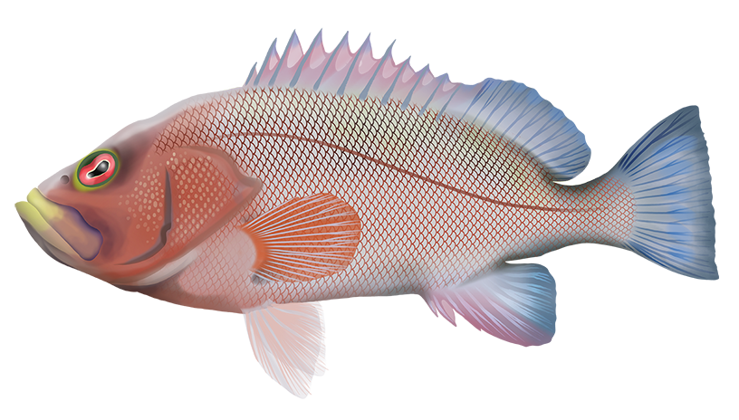 Breaksea Cod - Epinephelides Armatus | Marinewise