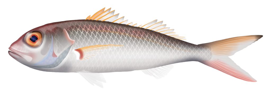 Pale Ruby Snapper - Etelis Radiosus | Marinewise