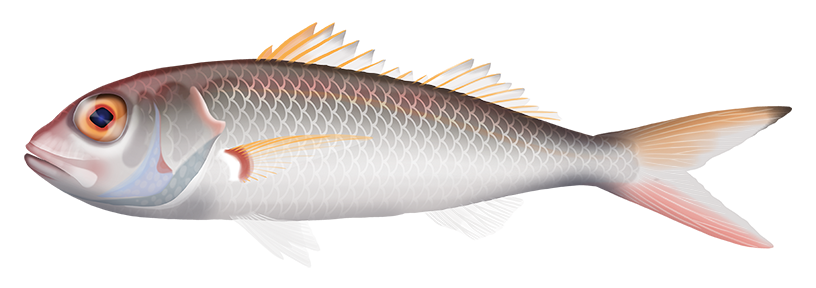 Pale Ruby Snapper - Etelis Radiosus | Marinewise