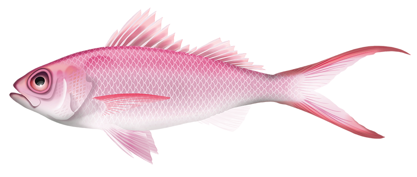 Flame Snapper - Etelis Coruscans | Marinewise