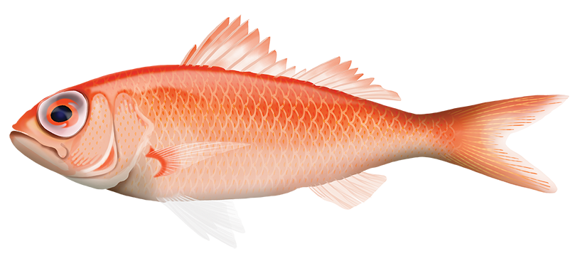 Ruby Snapper - Etelis Carbunculus | Marinewise