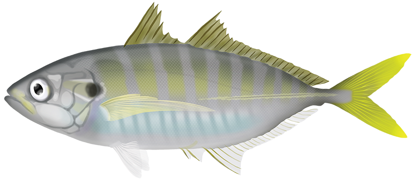 Barred Yellowtail Scad - Atule Mate | Marinewise