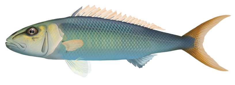 Green Jobfish - Aprion Virescens | Marinewise
