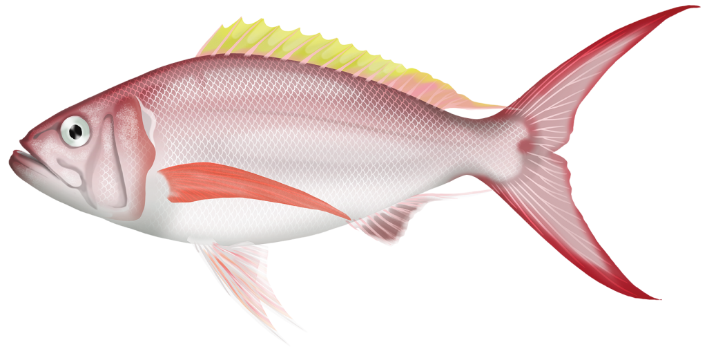 Rusty Jobfish - Aphareus Rutilans | Marinewise