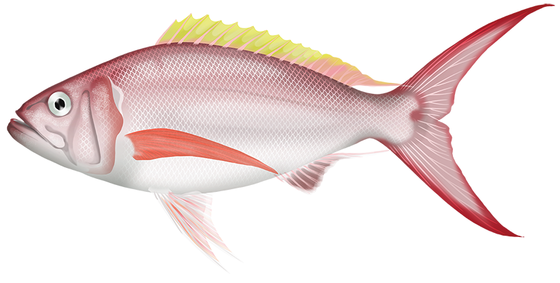 Rusty Jobfish - Aphareus Rutilans | Marinewise