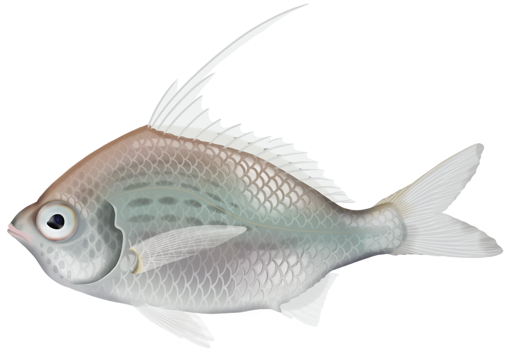 Threadfin Silverbiddy - Gerres Filamentosus | Marinewise