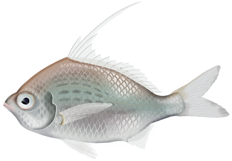 Threadfin Silverbiddy - Gerres Filamentosus | Marinewise