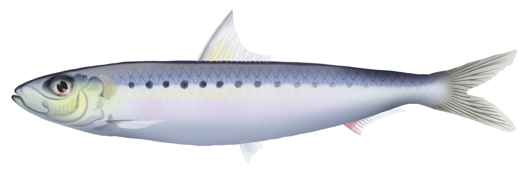 Pilchard - Sardinops Sagax | Marinewise