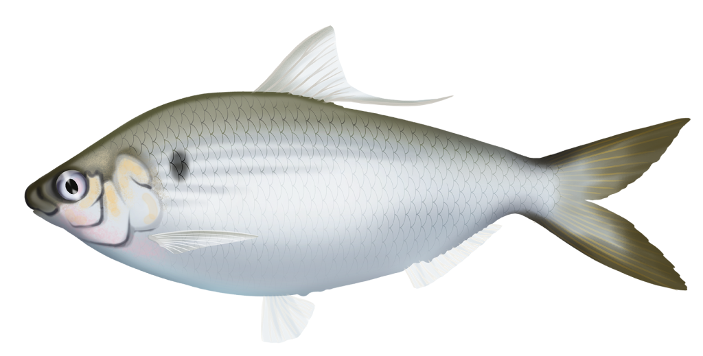 Perth Herring - Nematalosa Vlaminghii | Marinewise