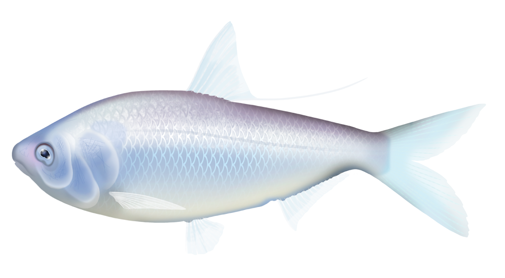 Bony Bream - Nematalosa Erebi | Marinewise