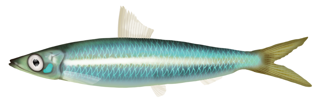 Maray - Etrumeus jacksoniensis | Marinewise