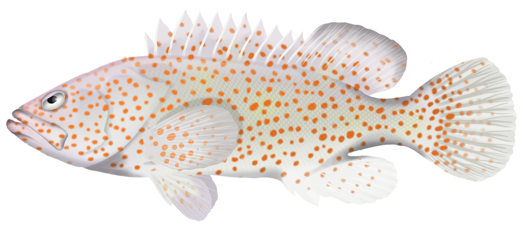 Greasy Rockcod - Epinephelus Tauvina | Marinewise