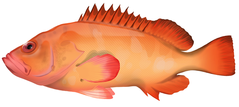 Redtip Grouper - Epinephelus Retouti | Marinewise