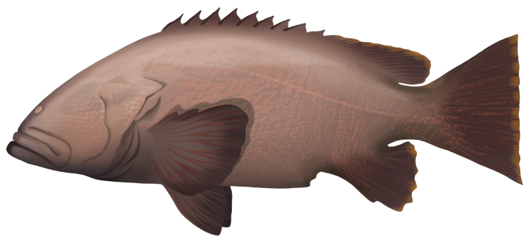 Queensland Grouper - Epinephelus Lanceolatus | Marinewise