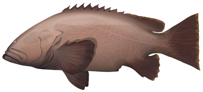 Queensland Grouper Diagram Potato Grouper Signed Fine Art Print