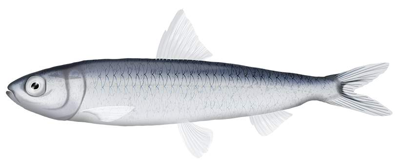 Blue Sprat - Spratelloides Robustus | Marinewise