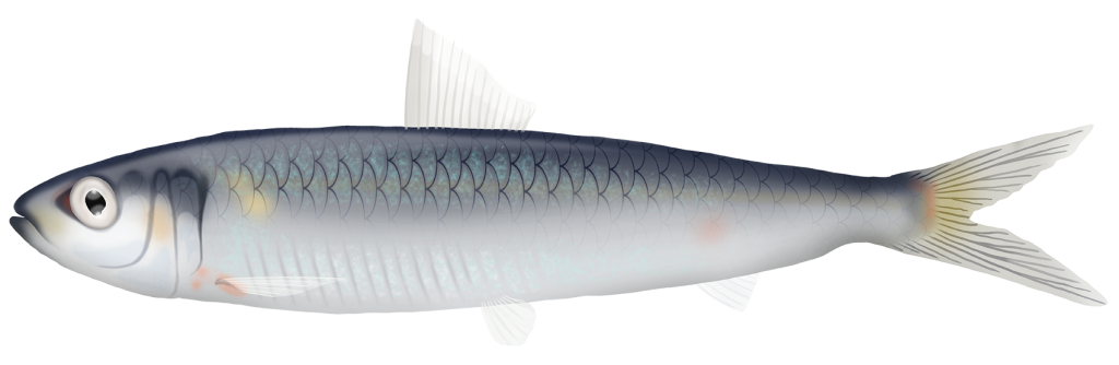 Scaly Mackerel - Sardinella Lemuru | Marinewise