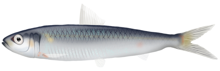 Scaly Mackerel - Sardinella Lemuru | Marinewise