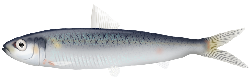 Scaly Mackerel - Sardinella Lemuru | Marinewise